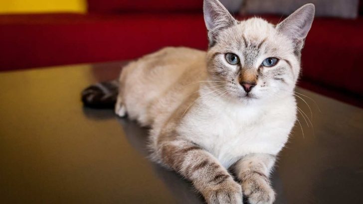 Flame Point Siamese Cat Full Guide | Flame Point | Siamese