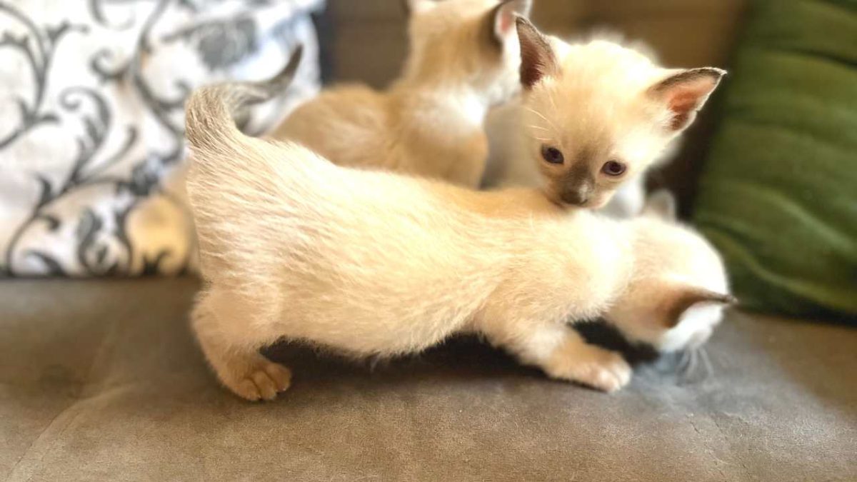 Flame Point Siamese Cat Full Guide | Flame Point | Siamese