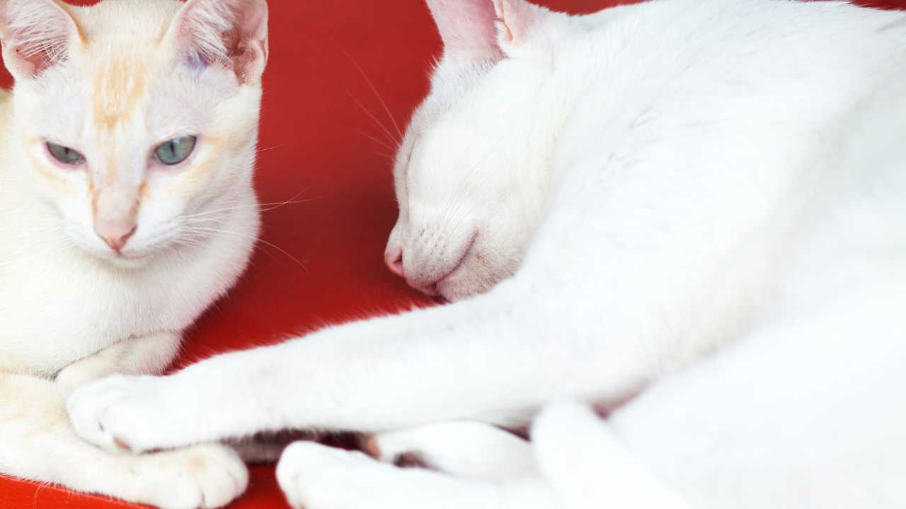 Flame Point Siamese Cat Full Guide | Flame Point | Siamese