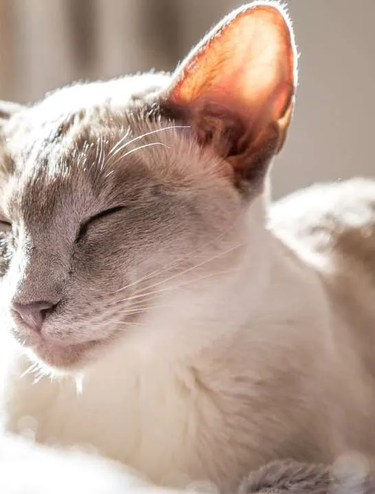 Flame Point Siamese Cat Full Guide | Flame Point | Siamese