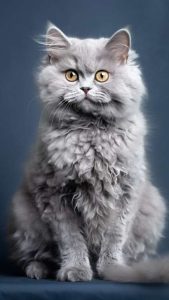 19 Popular Grey Fluffy Cats Breeds (Gorgeous Grey Cat Breeds That Will ...