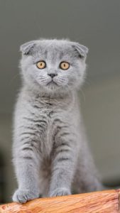 British Shorthair Breed Vs Scottish Fold Cat: A Comprehensive ...