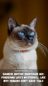 Siamese British Shorthair Mix -15 Feline Facts: Everything You Need To ...