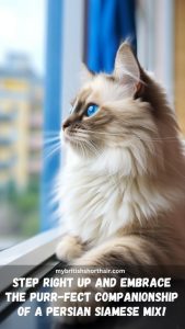 Siamese Persian Mix Cat - 15 Facts About Persian Siamese Mix Cat Breed ...