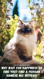 Siamese Persian Mix Cat - 15 Facts About Persian Siamese Mix Cat Breed ...
