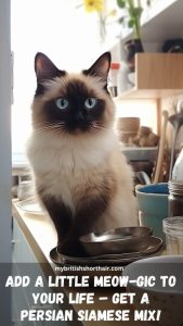 Siamese Persian Mix Cat - 15 Facts About Persian Siamese Mix Cat Breed ...