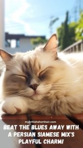 Siamese Persian Mix Cat - 15 Facts About Persian Siamese Mix Cat Breed ...