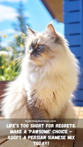 Siamese Persian Mix Cat - 15 Facts About Persian Siamese Mix Cat Breed ...