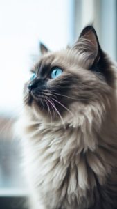 22 Siamese Cat Mixes - The Ultimate Guide To A Siamese Mix Cat Breeds ...