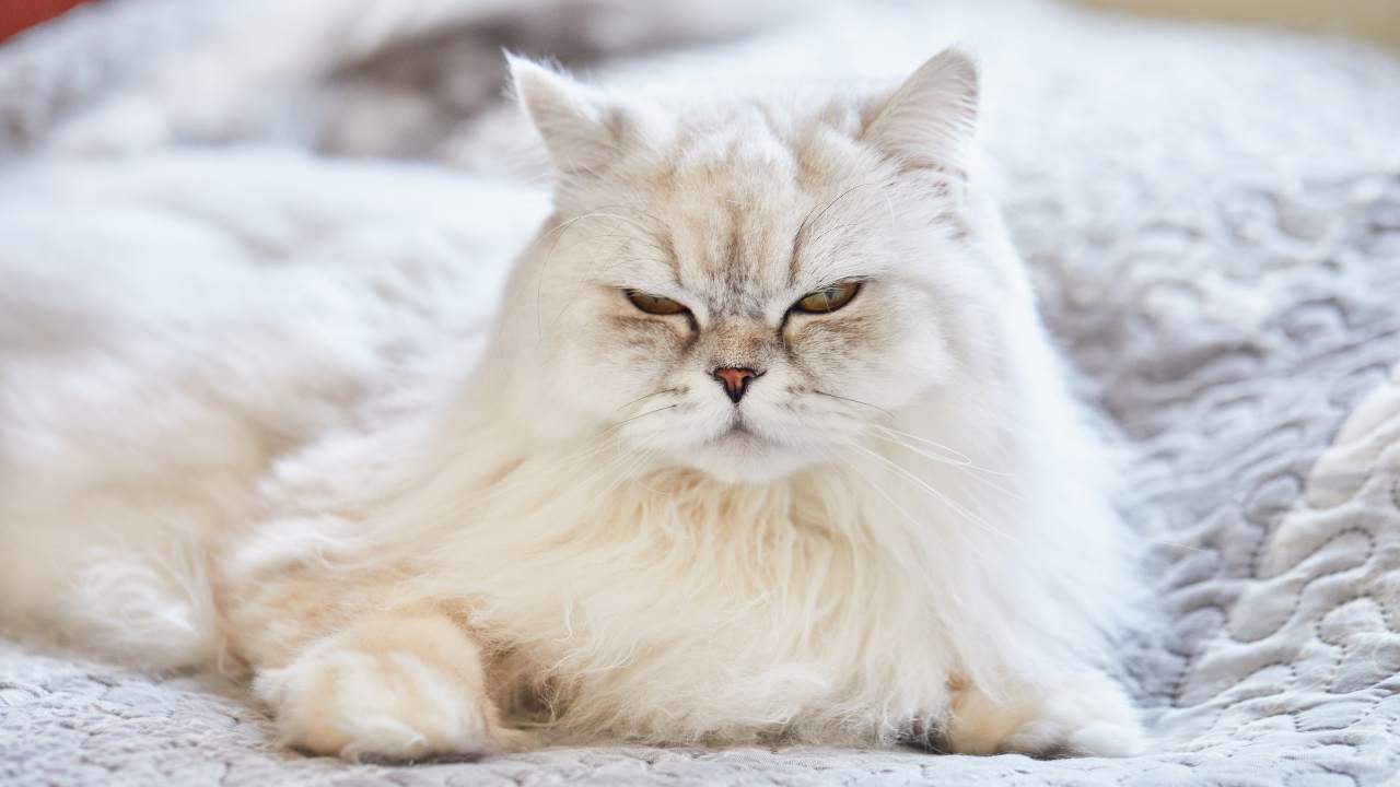 18 White Fluffy Cat Breeds You'll Love To Cuddle With - White Cat Breed ...