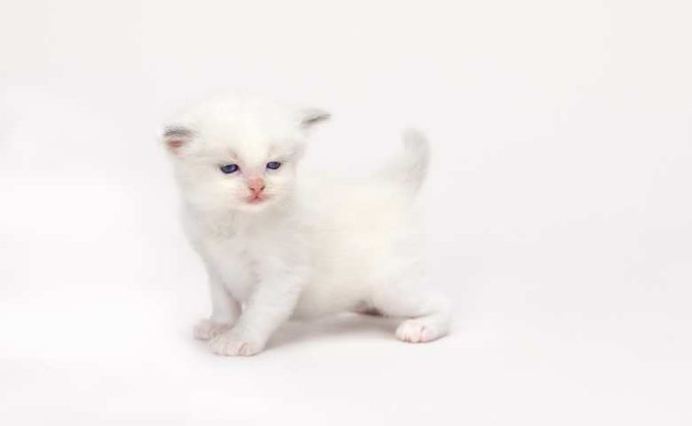 18 White Fluffy Cat Breeds You'll Love To Cuddle With - White Cat Breed ...