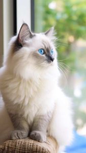 Ragdoll Cat Colors (10 Types Of Ragdoll Cat Colors And Coat Patterns ...