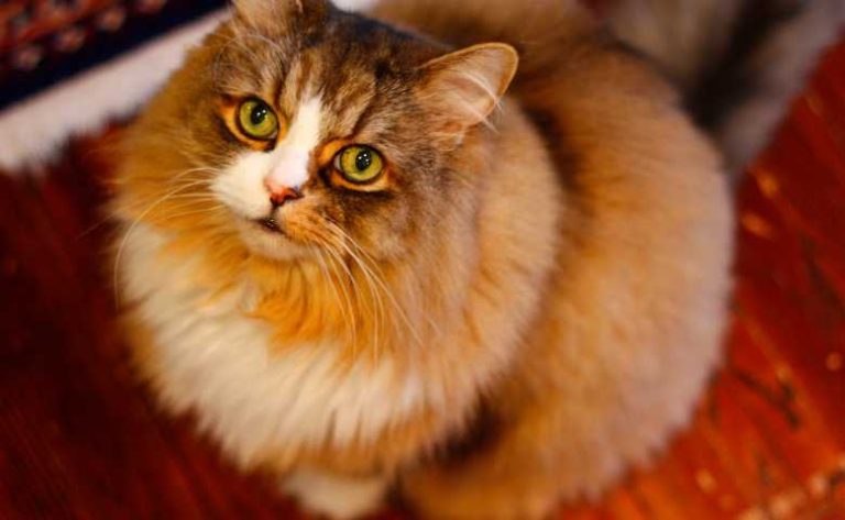 23 Orange Fluffy Cat Breeds - Find Your Longhair Fluffy Orange Cat ...