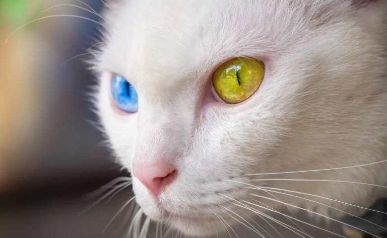 18 White Fluffy Cat Breeds You'll Love To Cuddle With - White Cat Breed ...