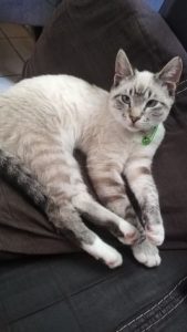 Siamese Cat Colors: Exploring The Spectrum Of Siamese Color Point ...