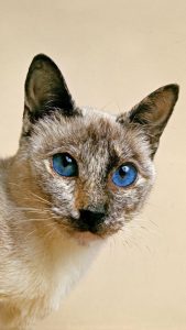 Siamese Cat Colors: Exploring The Spectrum Of Siamese Color Point ...