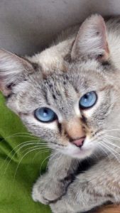 Different Types Of Siamese Cats: (Color And Pattern Varieties, Body ...