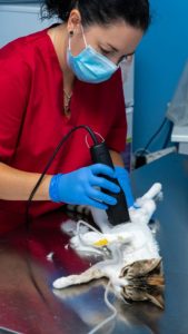 How Long For Cat Fur To Grow Back? EXPLAINED: How Long Does It Take For ...