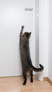 How To Stop Cat From Scratching Door Frames? A Step-By-Step Guide To ...