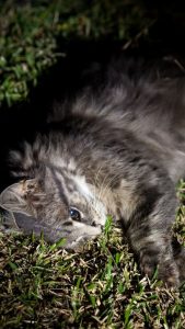 How To Tell How Long A Cat Has Been Dead? Rigor Mortis In Cats ...