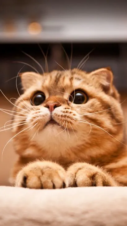 Scottish Fold Munchkin Cat Breed: The Unique Breed Of Fold Munchkin Mix ...