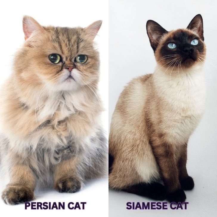 Siamese Cat Vs Persian Cat: Comparing The Breed Characteristics Of Two ...