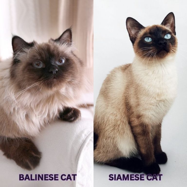 Balinese Cat Vs Siamese: Similarities And Differences Between Siamese ...