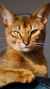 Abyssinian Cat: A Comprehensive Guide On This Fantastic Breed - Expert ...