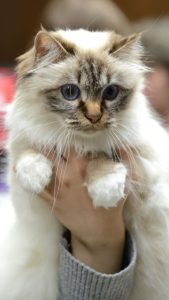 Birman Cat: A Comprehensive Guide To Understanding And Training This ...