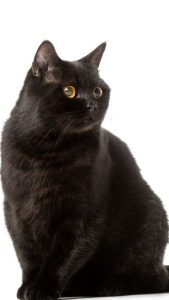 Black British Shorthair: Unlocking The Mystery Of This Unique Cat Breed ...