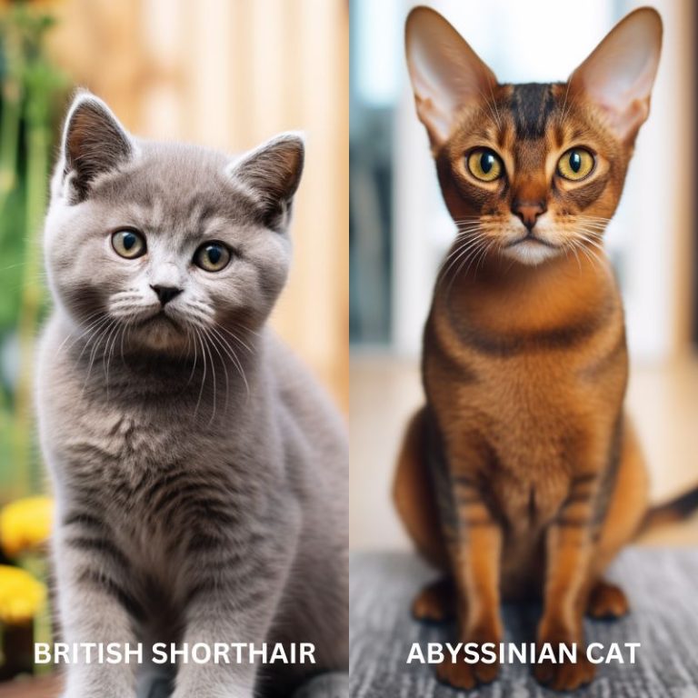 British Shorthair Cat Vs Abyssinian Breed: A Complete Guide To Their ...