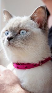 Colorpoint Shorthair Cat: Comprehensive Breed Guide, Tips, Techniques ...