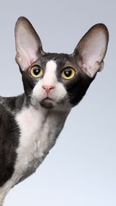 Cornish Rex Cat: A Comprehensive Guide On This Unique Breed, Including ...