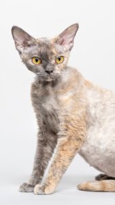 Devon Rex Cat: An Ultimate Guide For New Owners - Essential Tips ...