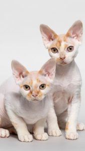 Devon Rex Cat And 15 Pets - Are Devon Rex Friendly With Other Pets - My ...