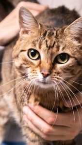 All Different Cat Breeds - COMPLETE List Of Cat Breeds For You To ...