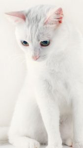Turkish Angora Cat Breed - The Ultimate Guide For Owners: Essential ...