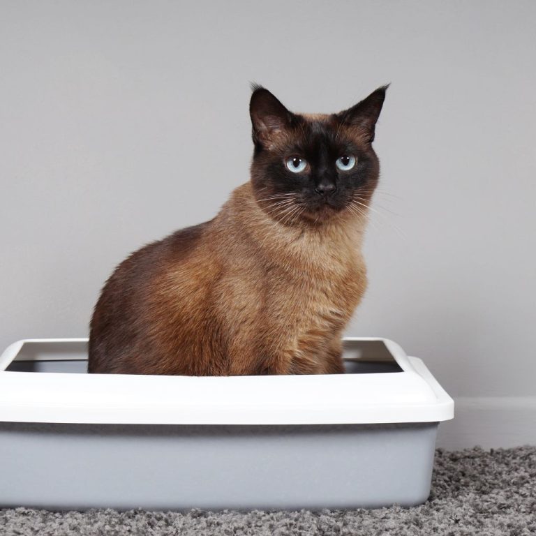 Why Your Cat Cries When Pooping: Causes & Solutions