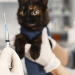 Mastering Cat Insulin Injections: A Quick Guide How To Give A Cat Insulin