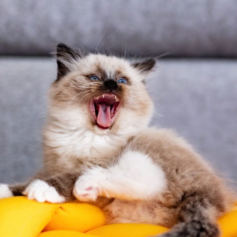 Why Does My Cat Wake Up Meowing? Find Out!